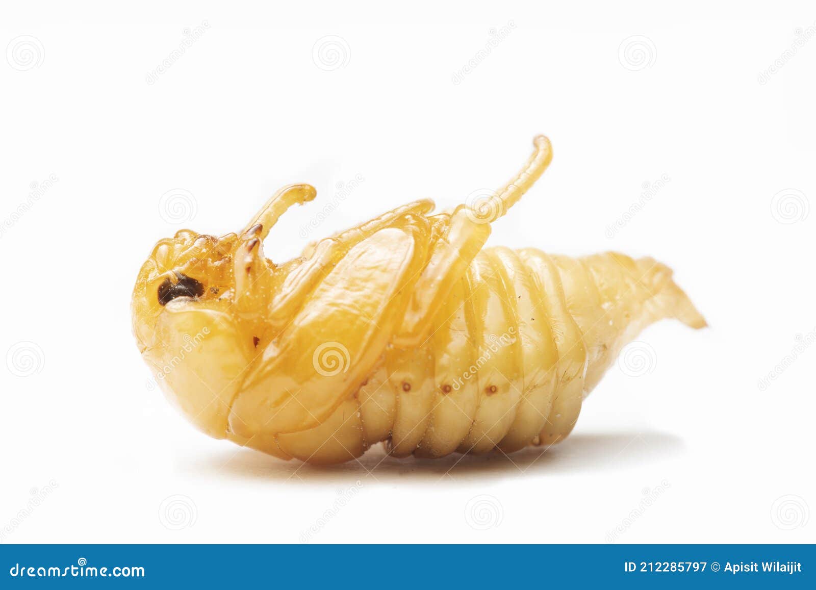 Pupa or Worm on White Background. Stock Image - Image of vegetable ...