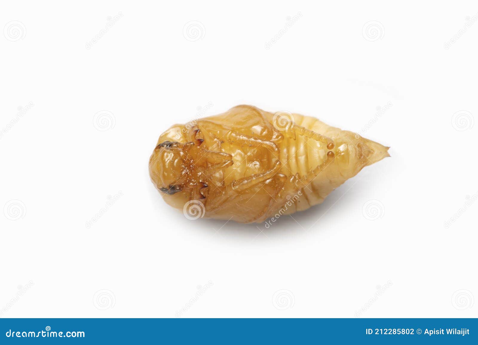 Pupa or Worm on White Background. Stock Photo - Image of macro, soil ...