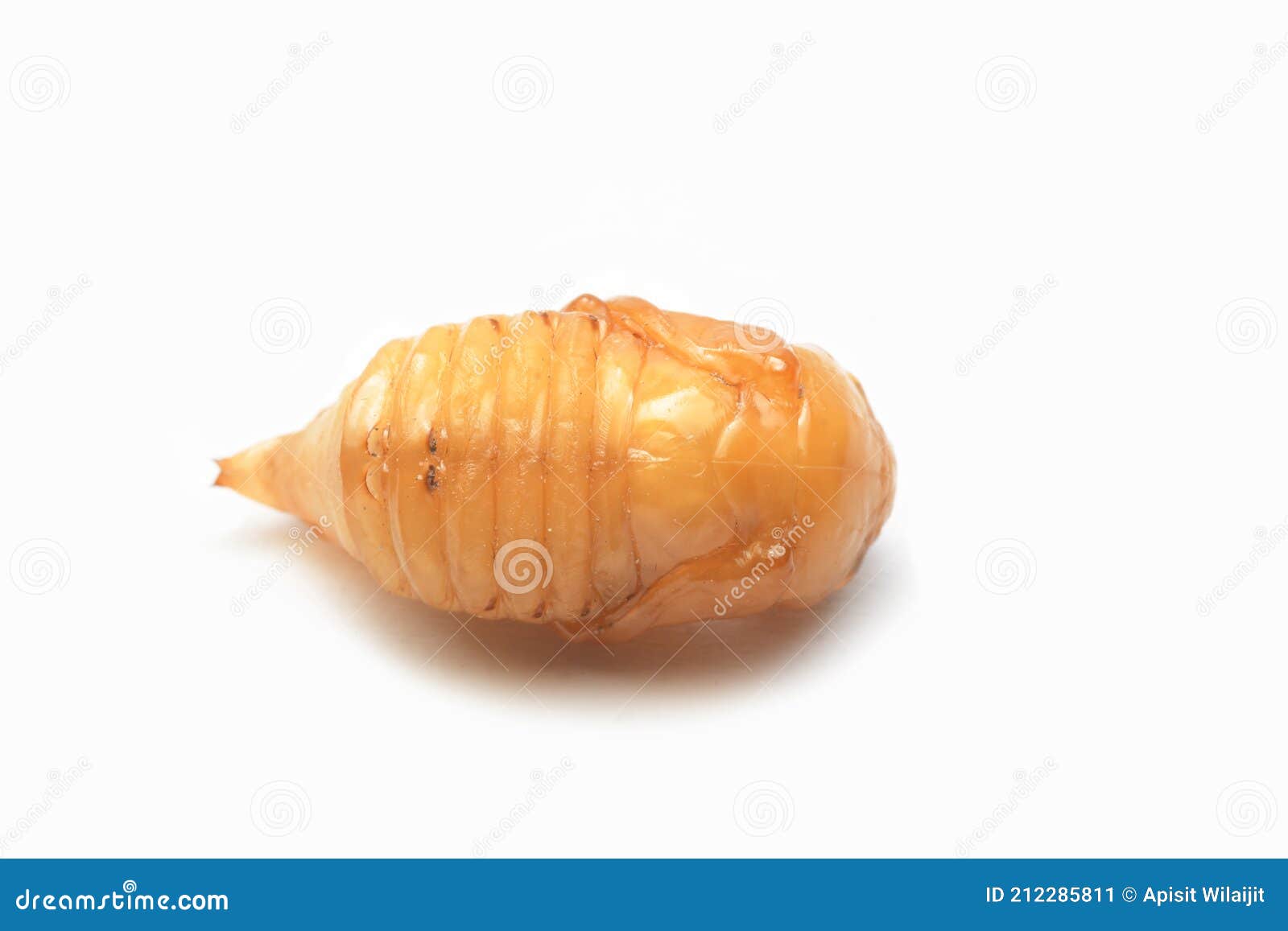 Pupa or Worm on White Background. Stock Image - Image of outdoor ...