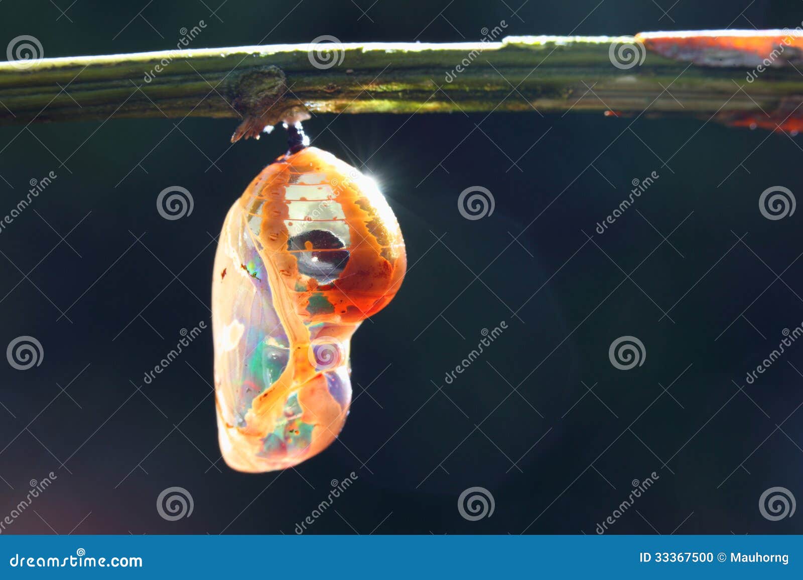 Pupa Stock Photos - Download 7,521 Royalty Free Photos