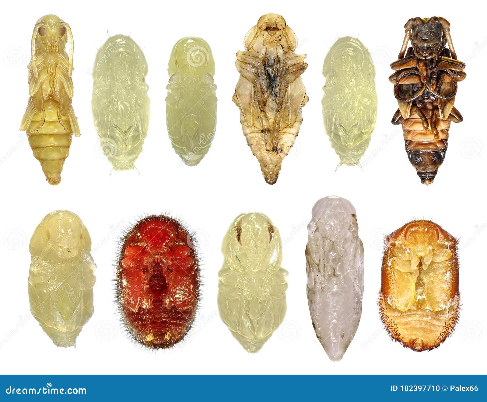 Pupae of beetles stock photo. Image of mediterranean - 102397710