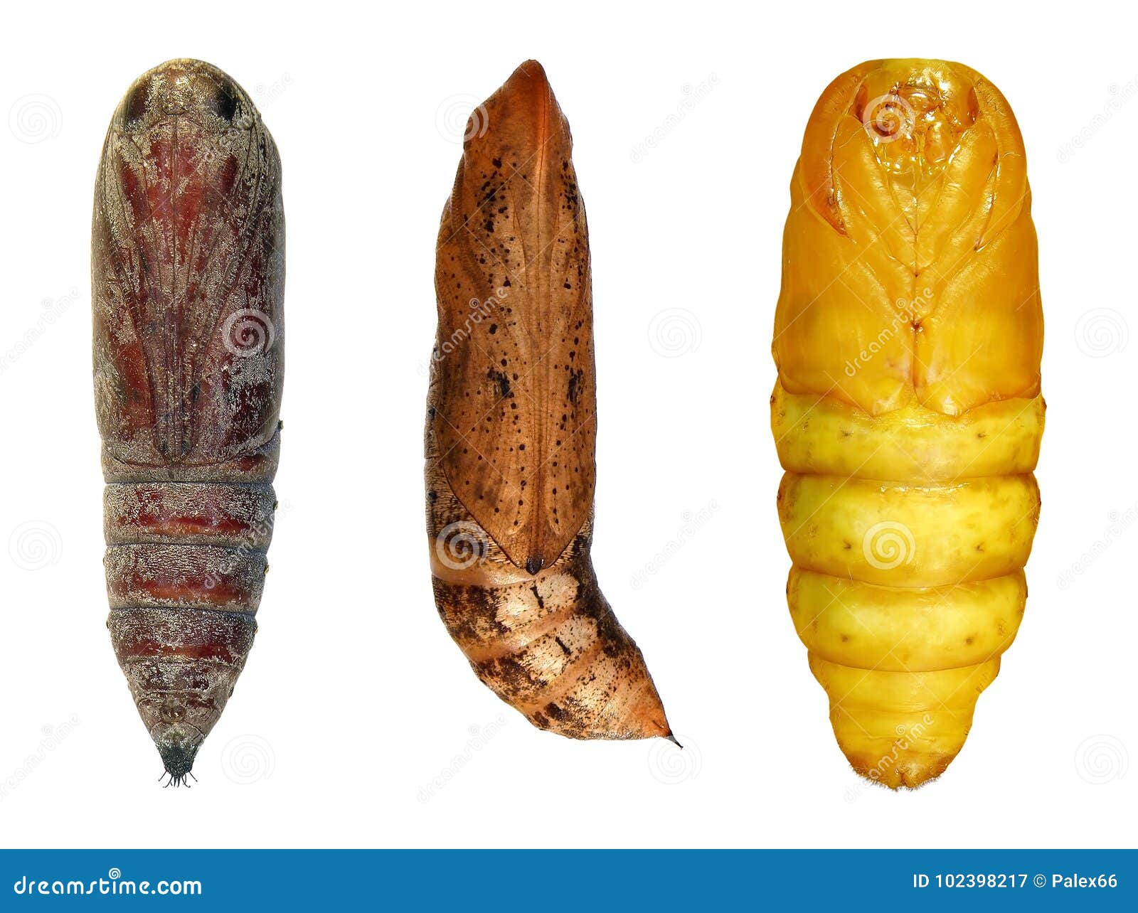 Pupae stock image. Image of white, development, stages - 102398217
