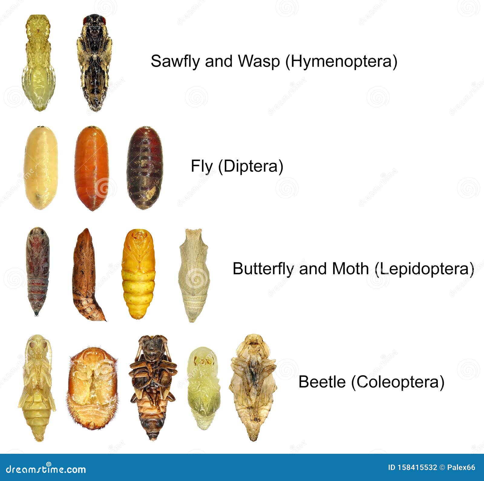 Pupae of insects stock photo. Image of insects, pine - 158415532