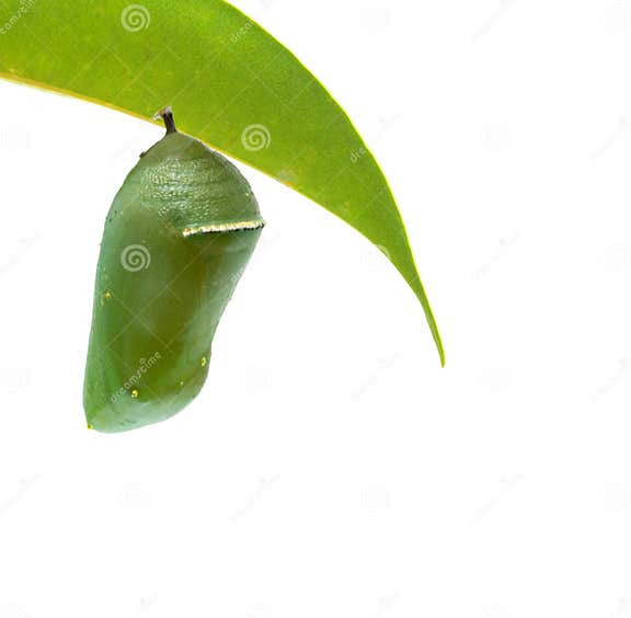 Pupae of monarch butterfly stock photo. Image of pupae - 10168384