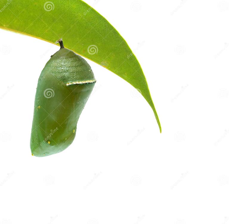 Pupae of monarch butterfly stock photo. Image of pupae - 10168384