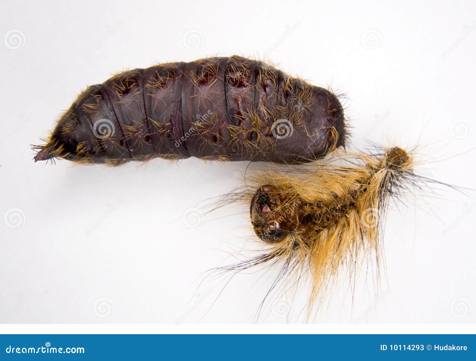 Pupal Case of a Gypsy Moth stock image. Image of animal - 10114293