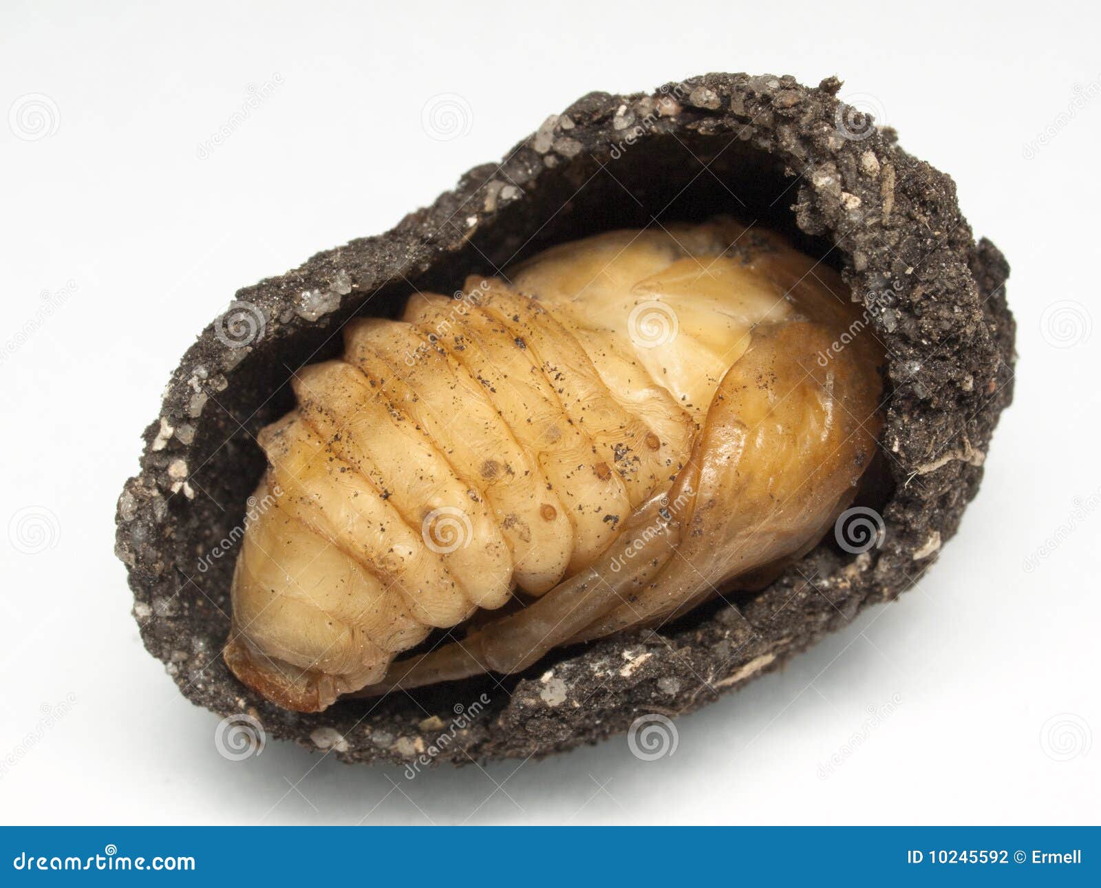 Pupal case of a moth stock photo. Image of metamorphosis - 10245592