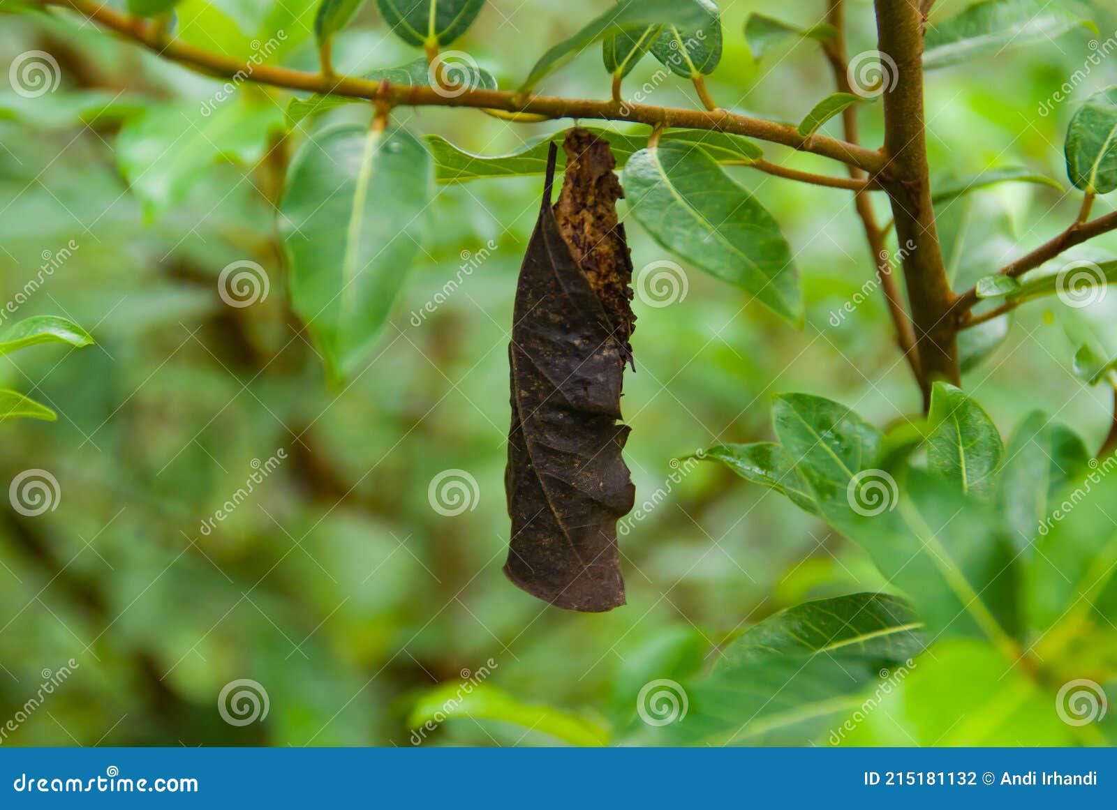 Pupate Chrysalis Cocoon Baby of Butterfly Stock Photo - Image of tree ...