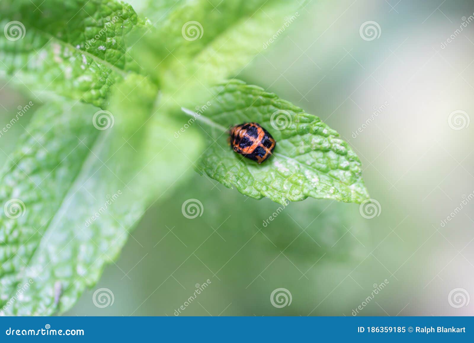 Pupation of a Ladybug on a Mint Leaf. Macro Shot of Living Insect ...