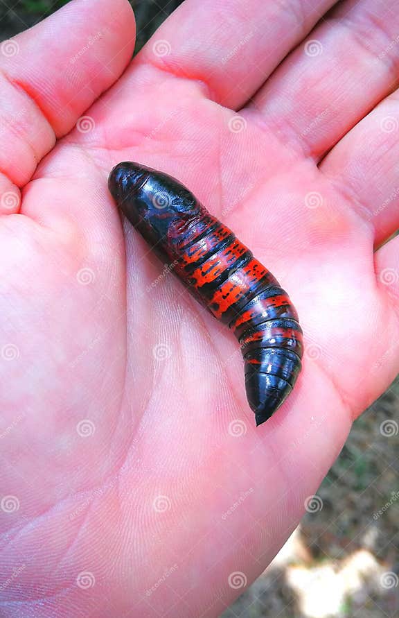 Pupe Pupe buterfly imagen de archivo. Imagen de insecto - 112292453