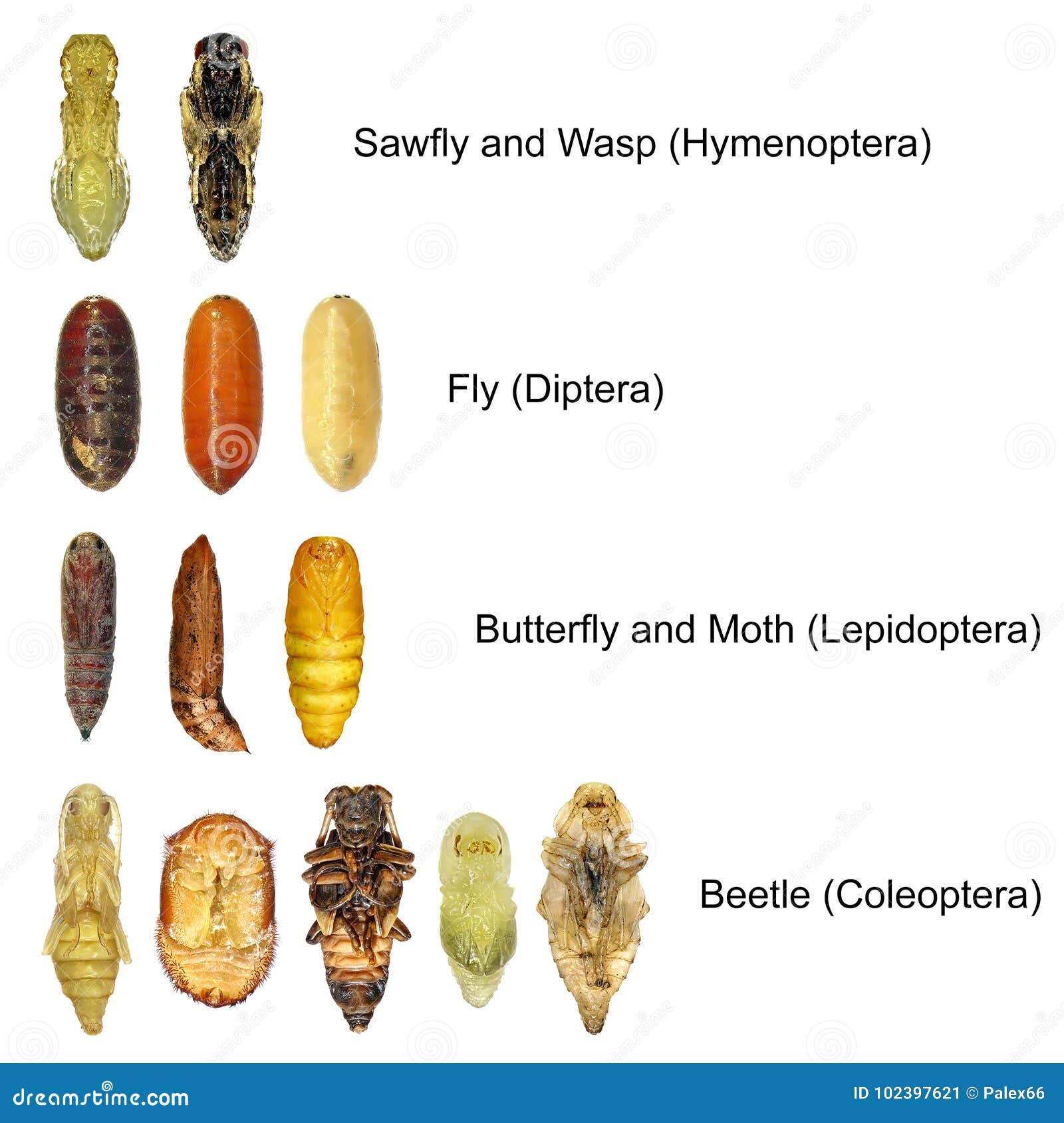 Pupe degli insetti immagine stock. Immagine di danni - 102397621