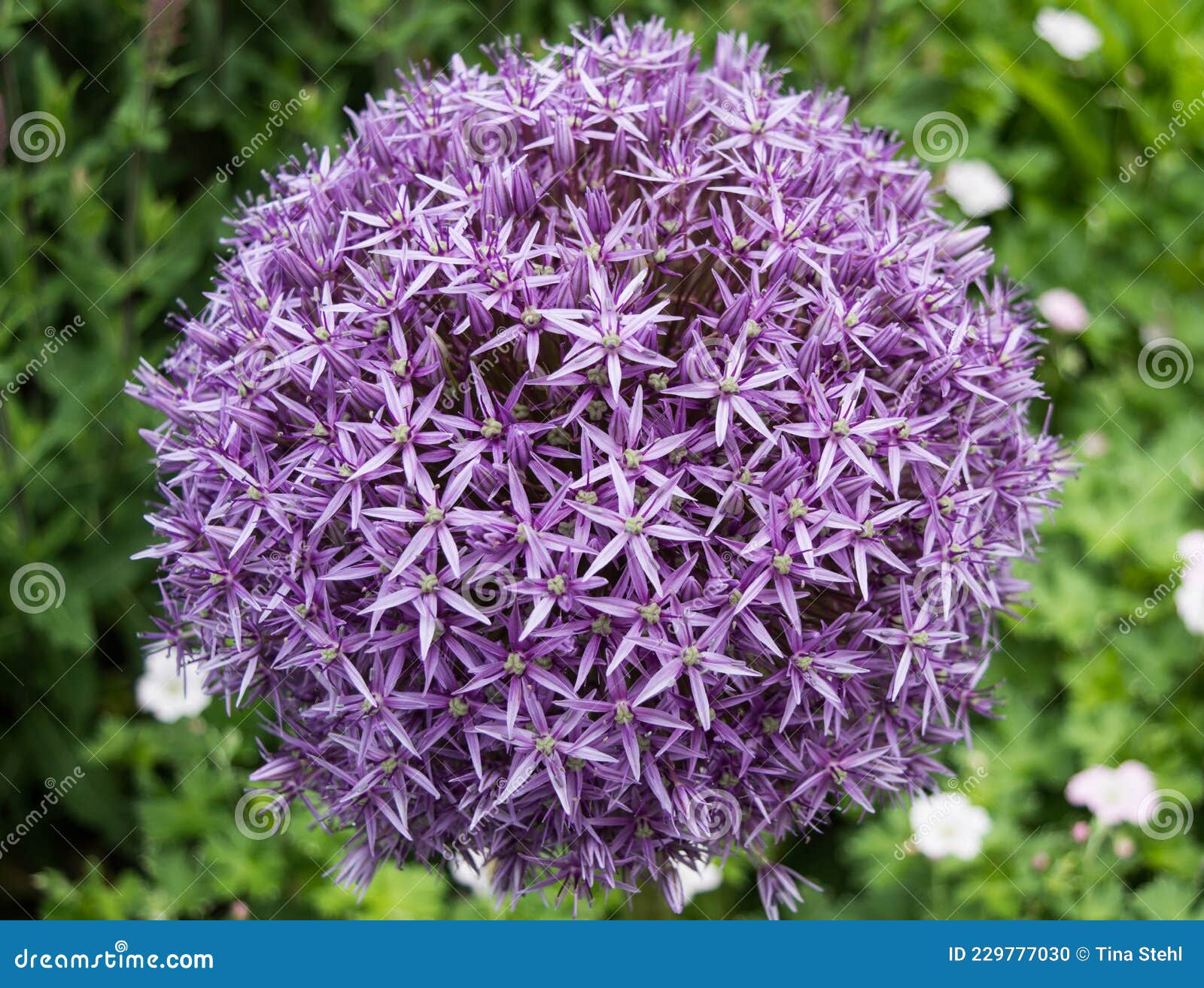 Puple allium flower head stock photo. Image of decoration - 229777030