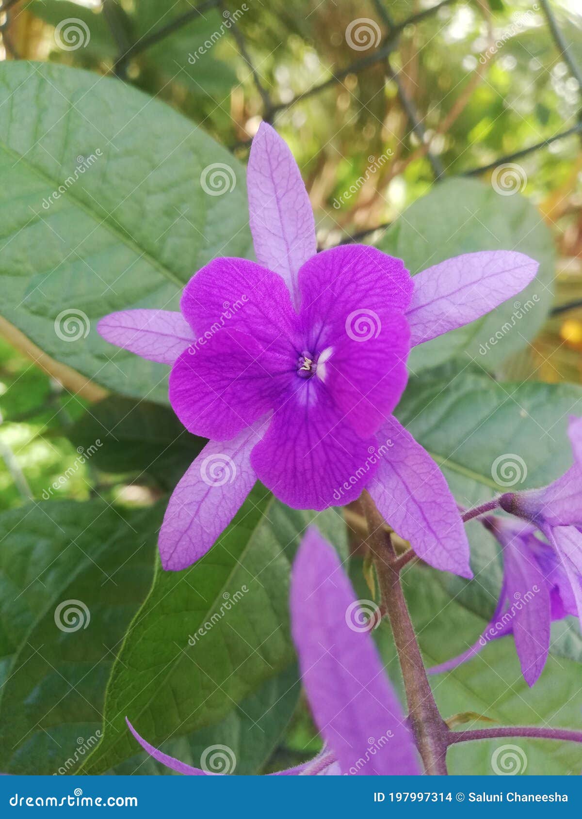 A puple flower stock photo. Image of botany, plants - 197997314