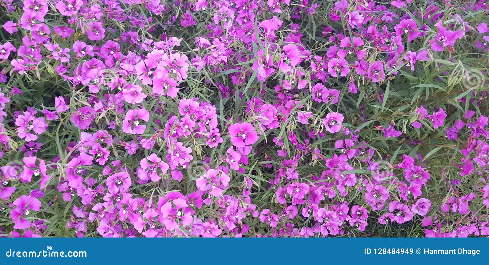 Puple flowers garden stock image. Image of fireworks - 128484949