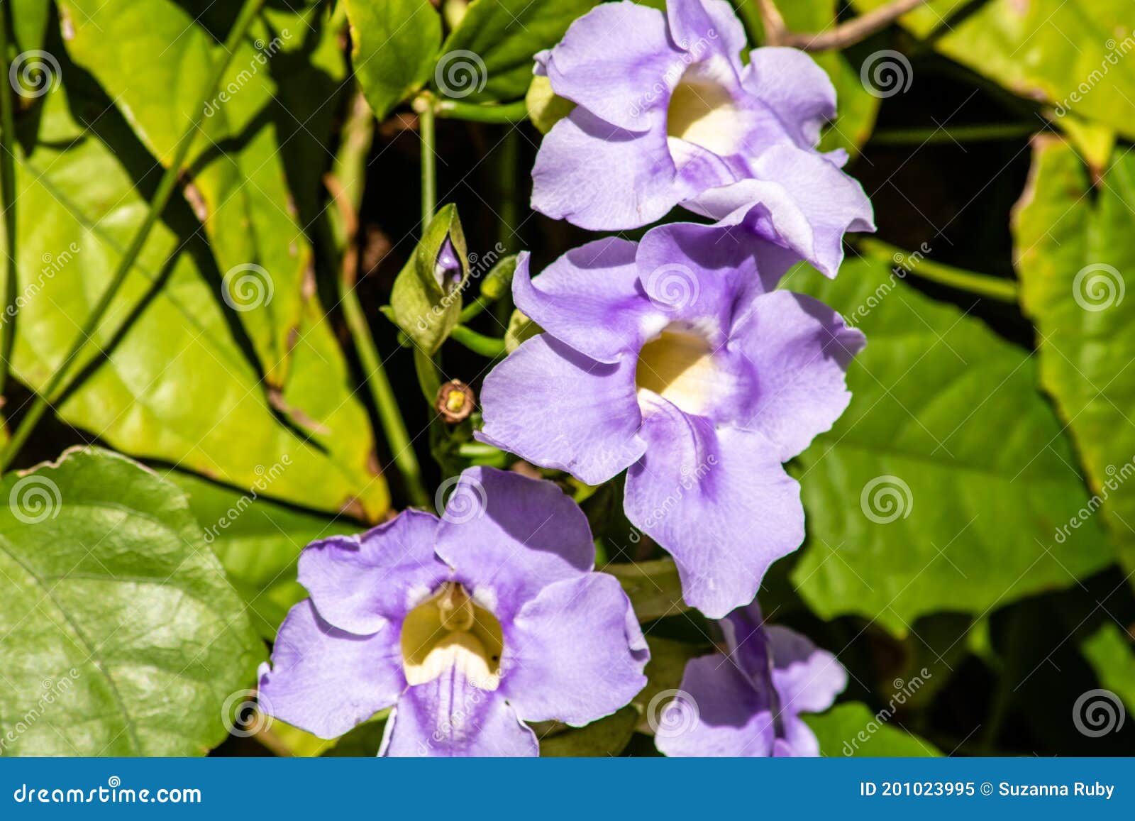 Puple flowers stock image. Image of plants, growth, flower - 201023995