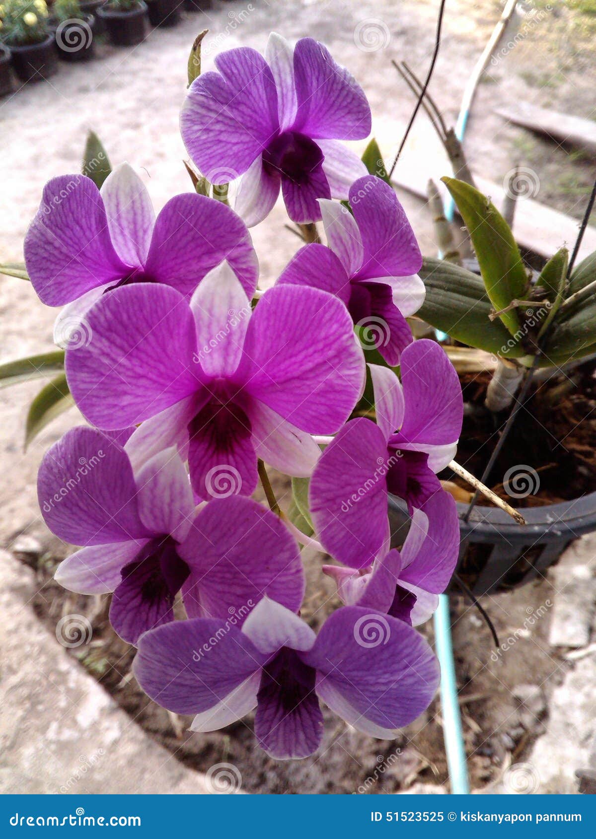 Puple orchid stock image. Image of flower, dendrobium - 51523525