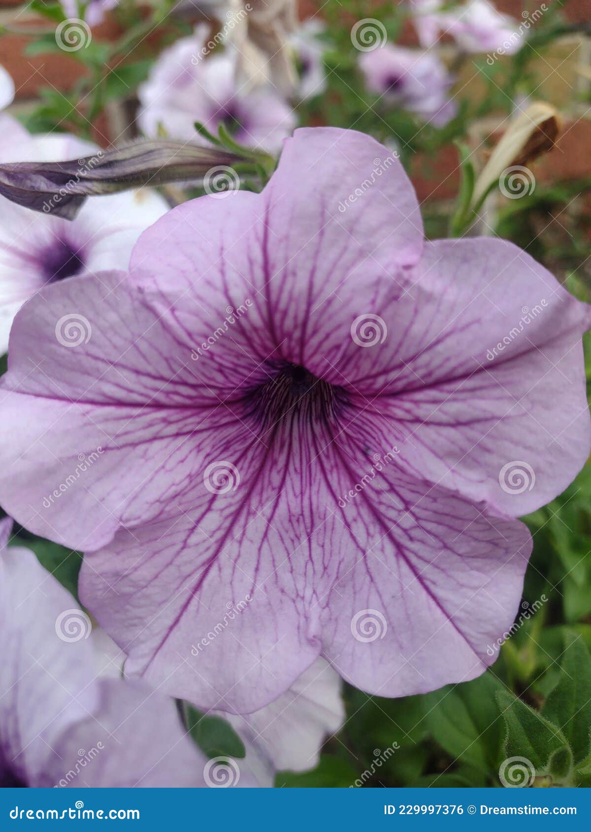 Puple stock photo. Image of shrub, flower, purple, pink - 229997376