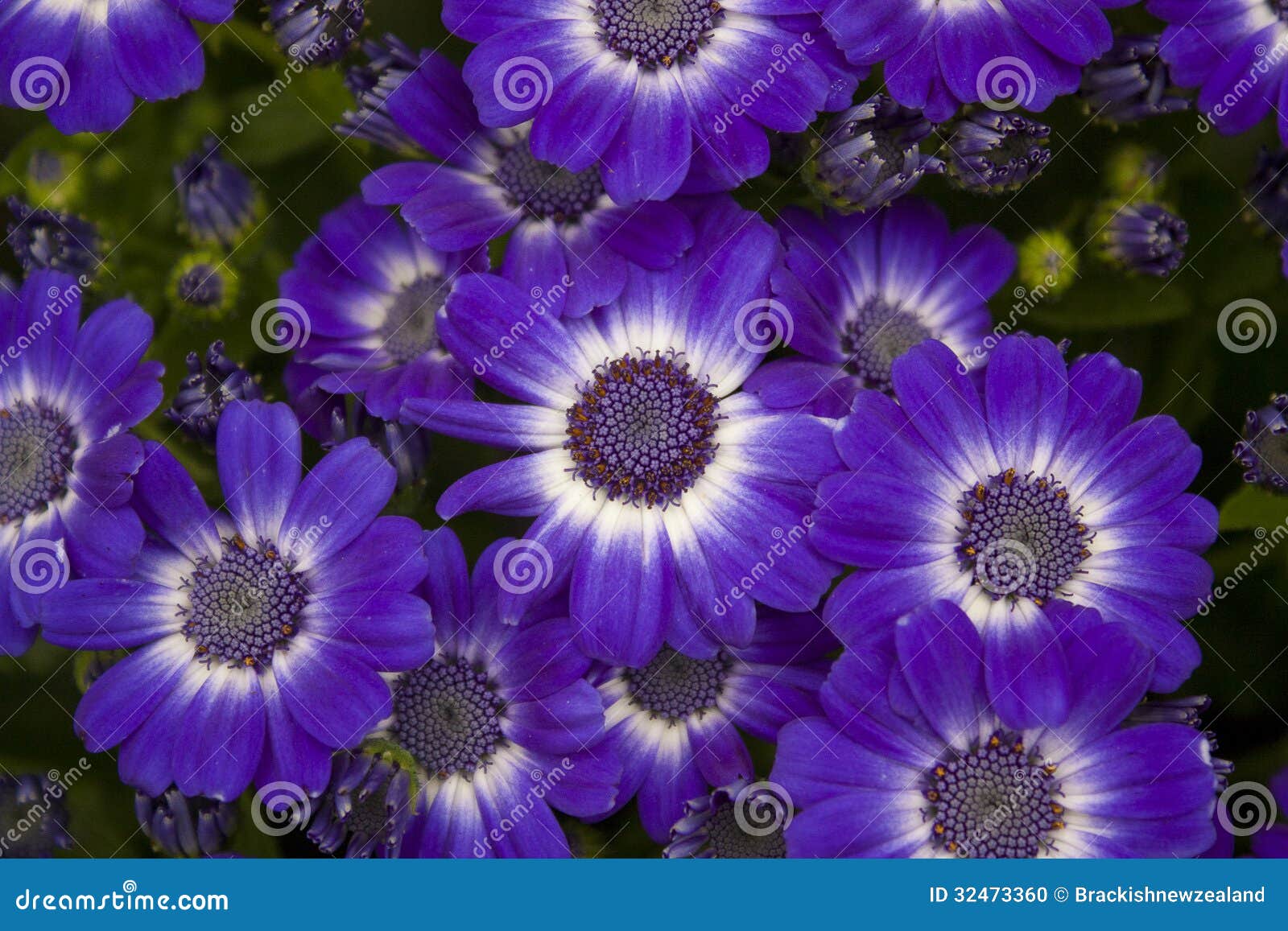 Puple and white flowers stock photo. Image of flora, violet - 32473360