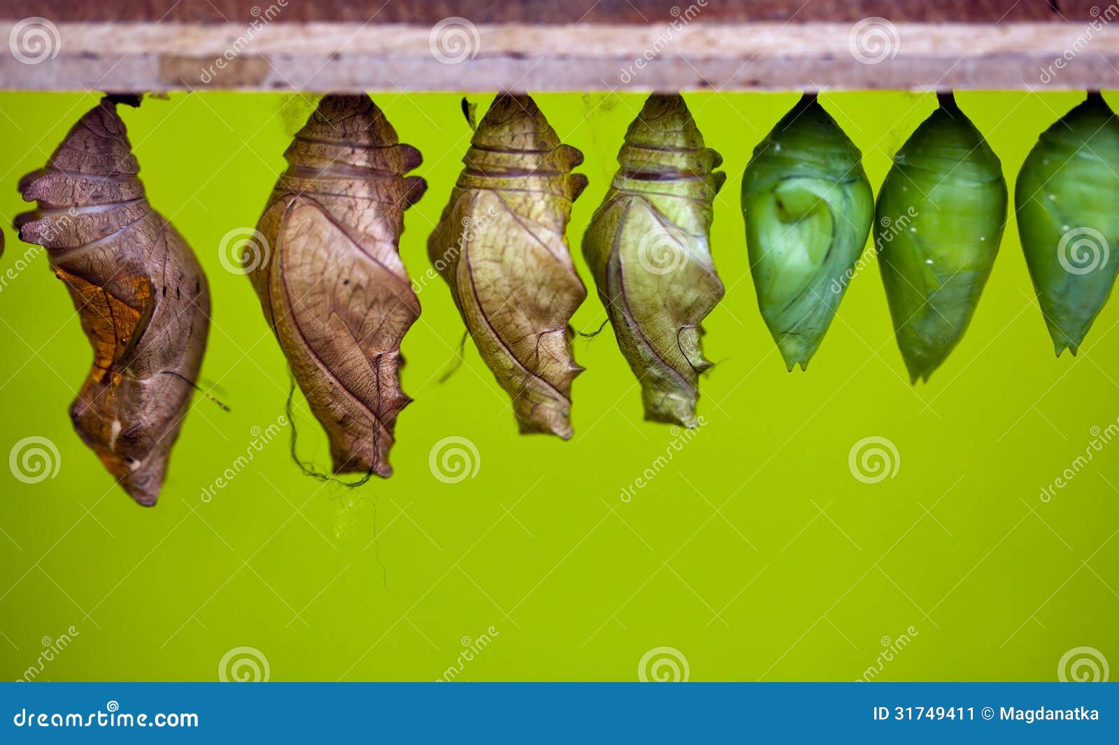 Puppa fotografering för bildbyråer. Bild av puppa, kryp - 31749411