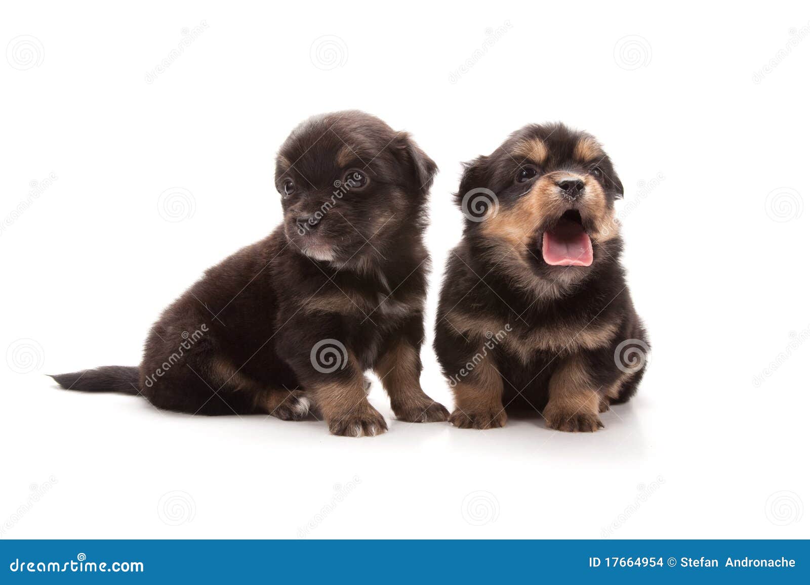 Puppies stock photo. Image of sweet, isolated, puppy - 17664954