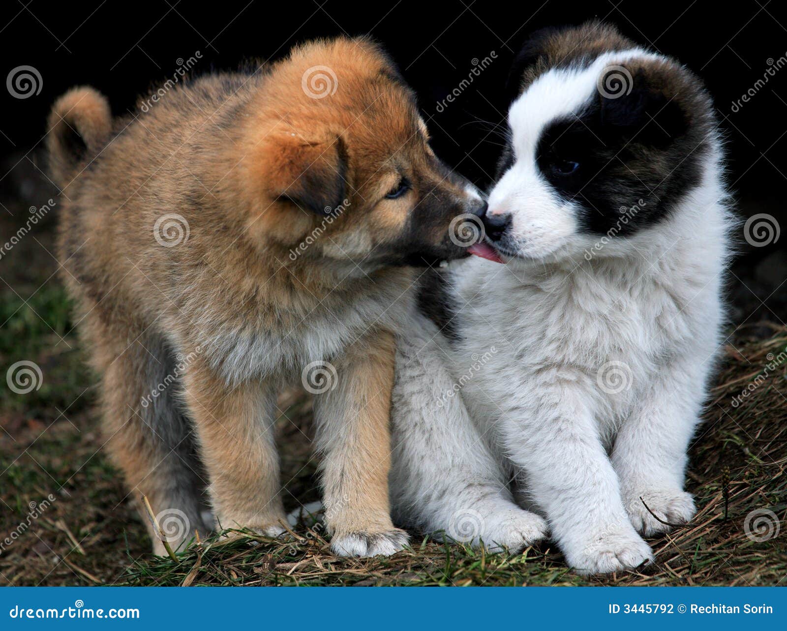 Puppies stock photo. Image of kiss, mammal, play, mammals - 3445792