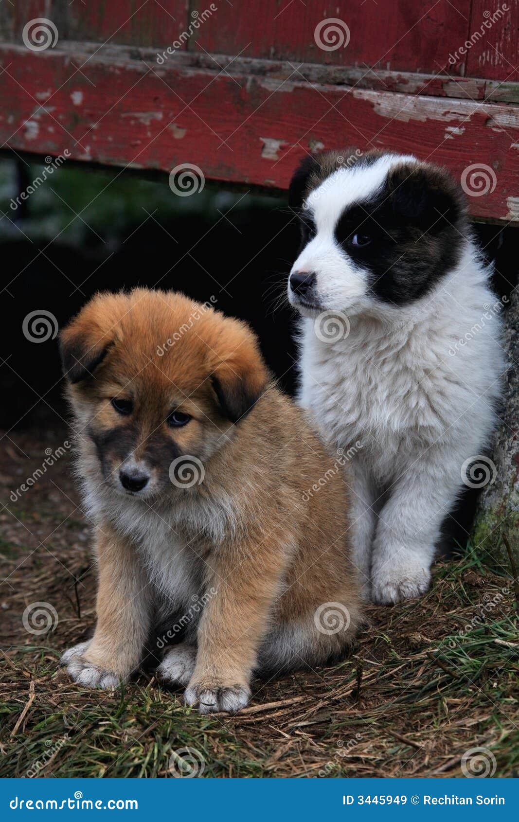 Puppies stock image. Image of cubs, puppy, pets, mammals - 3445949