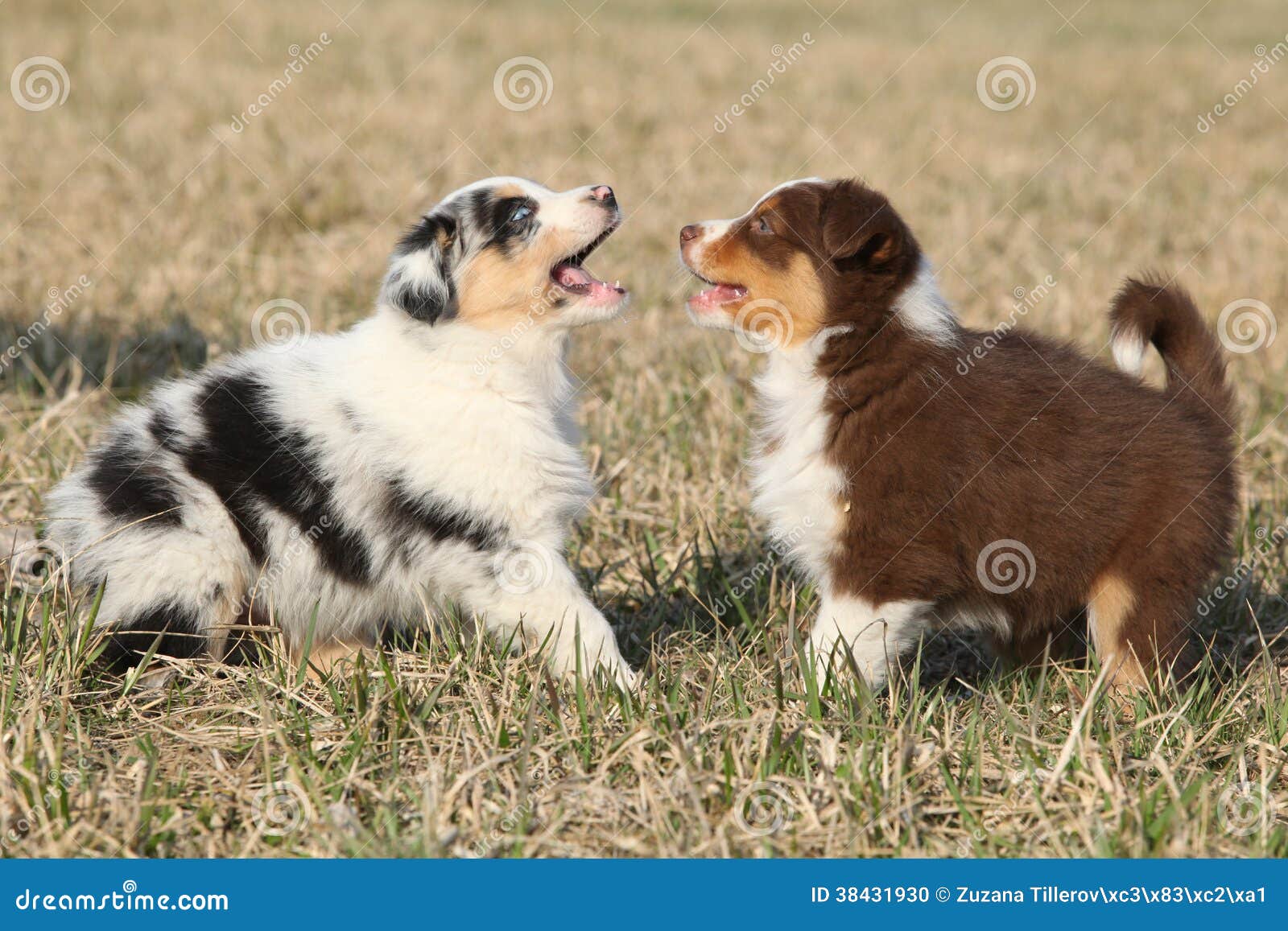 Puppies of Australian Shepherd Dog Playing Stock Photo - Image of puppy ...