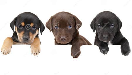 Puppies banner stock image. Image of horizontal, pets - 12648335