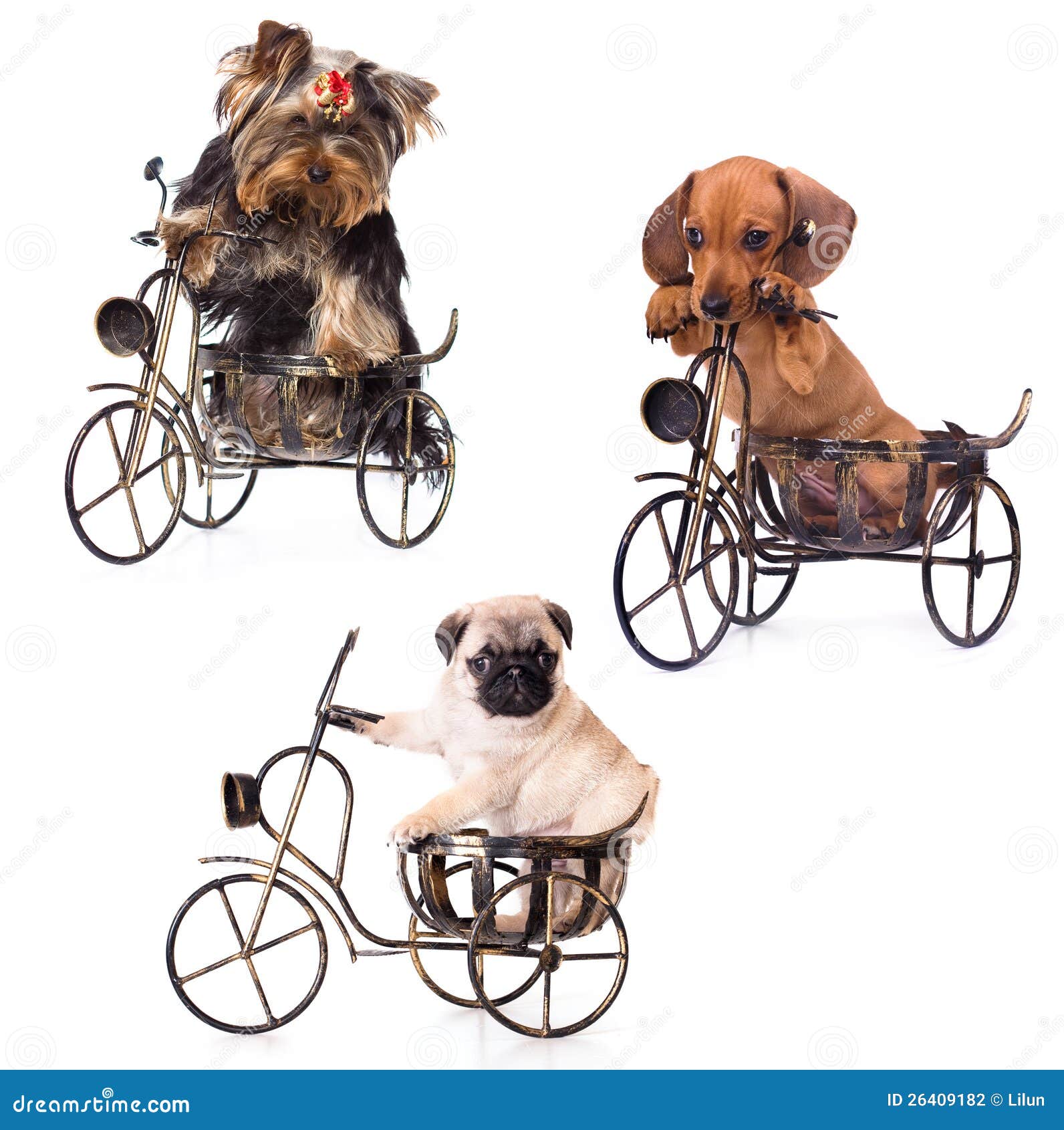 Puppies on a bicycle stock photo. Image of nice, perro - 26409182