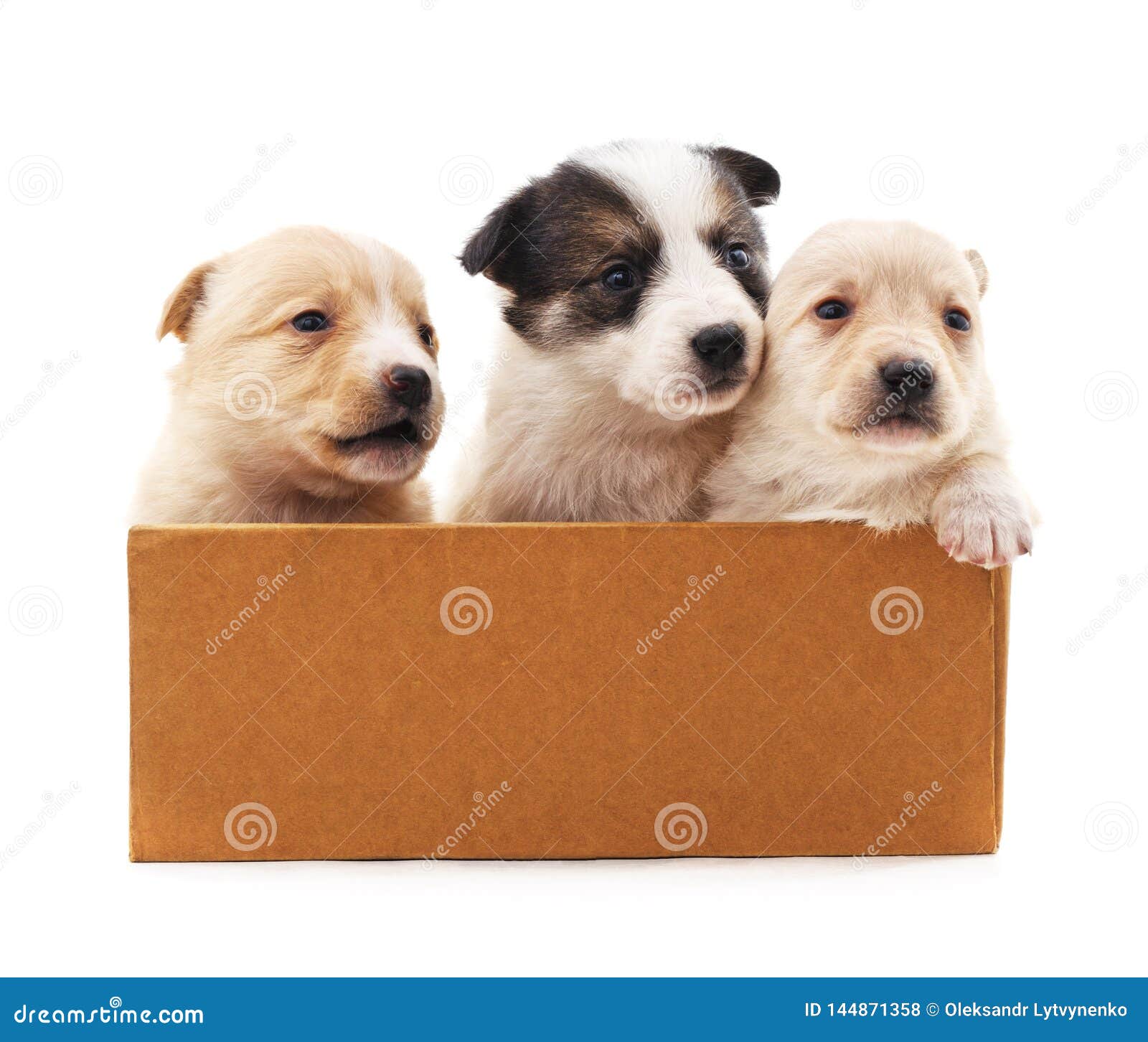 Puppies in the box stock photo. Image of nature, funny - 144871358
