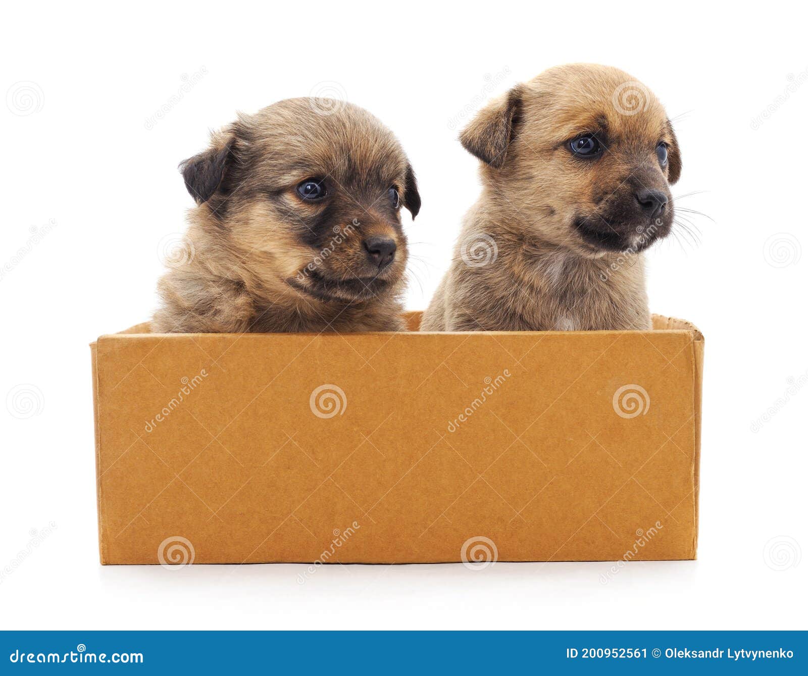 Puppies in the box stock image. Image of breed, pedigreed - 200952561