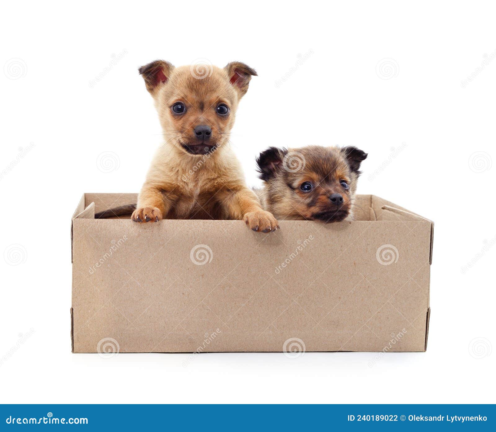 Puppies in the box stock photo. Image of friendly, beauty - 240189022
