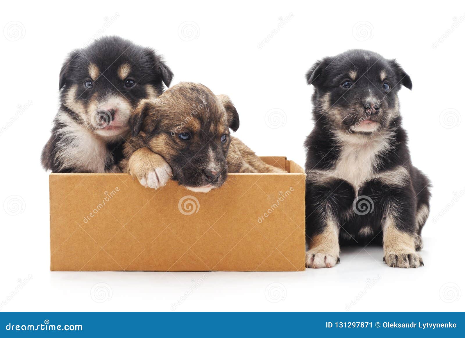 Puppies in the box. stock image. Image of friendly, friends - 131297871