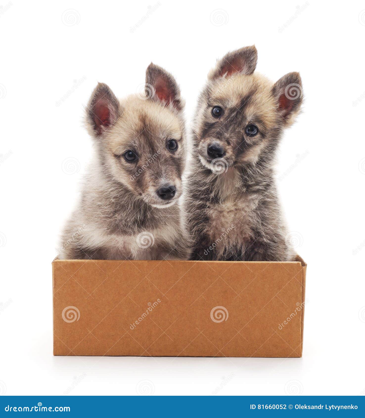 Puppies in the box. stock photo. Image of domestic, brown - 81660052