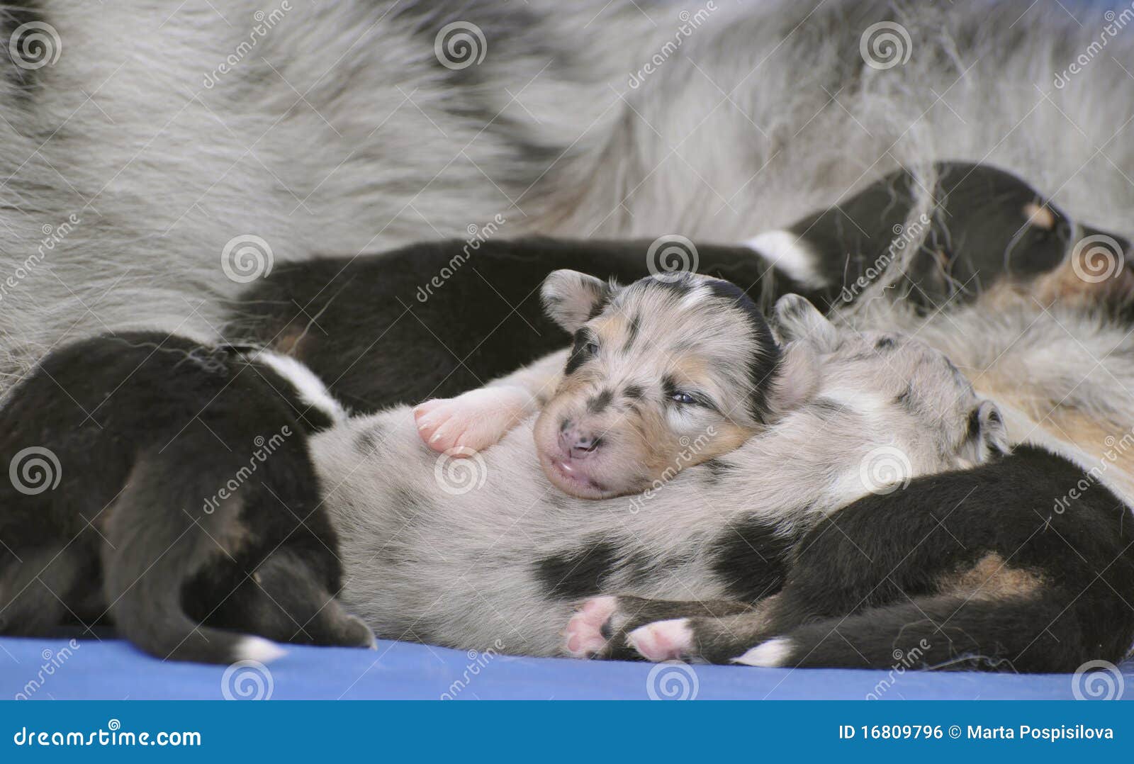 Puppies-collie rough stock photo. Image of haired, puppies - 16809796