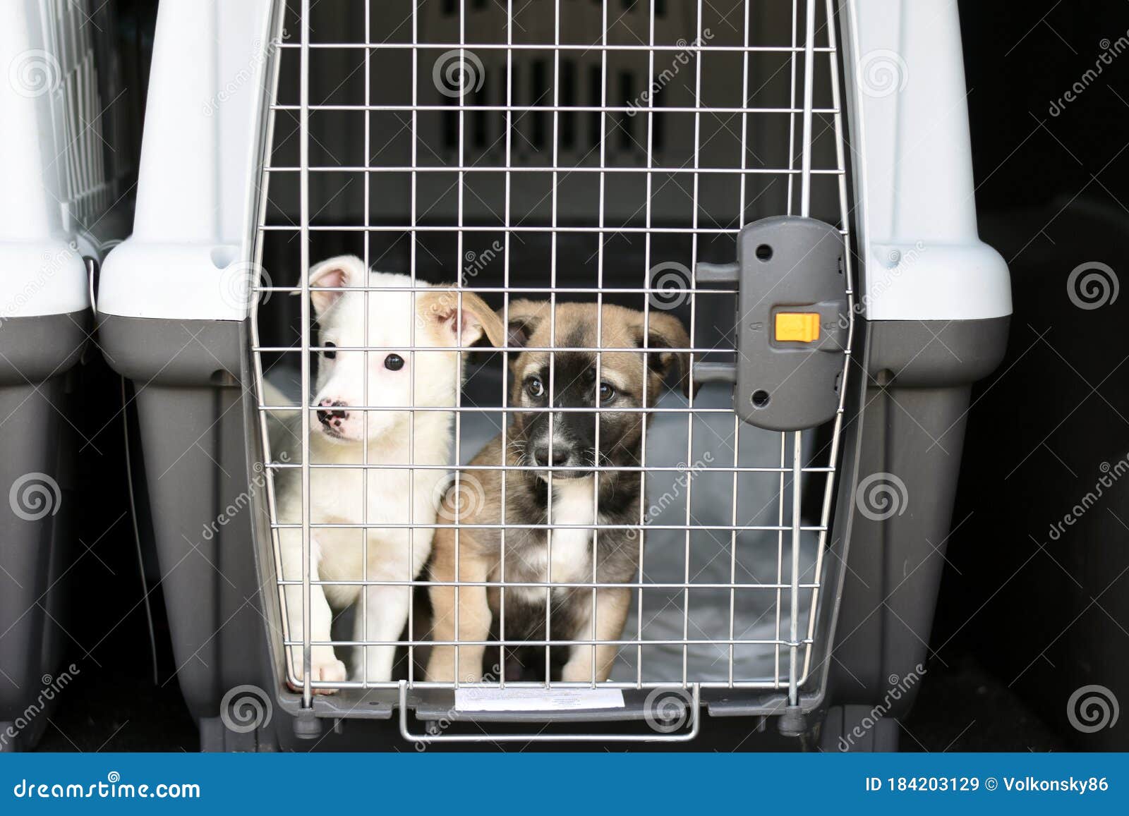 Puppies in a Container for Transporting Animals. Stock Image - Image of ...