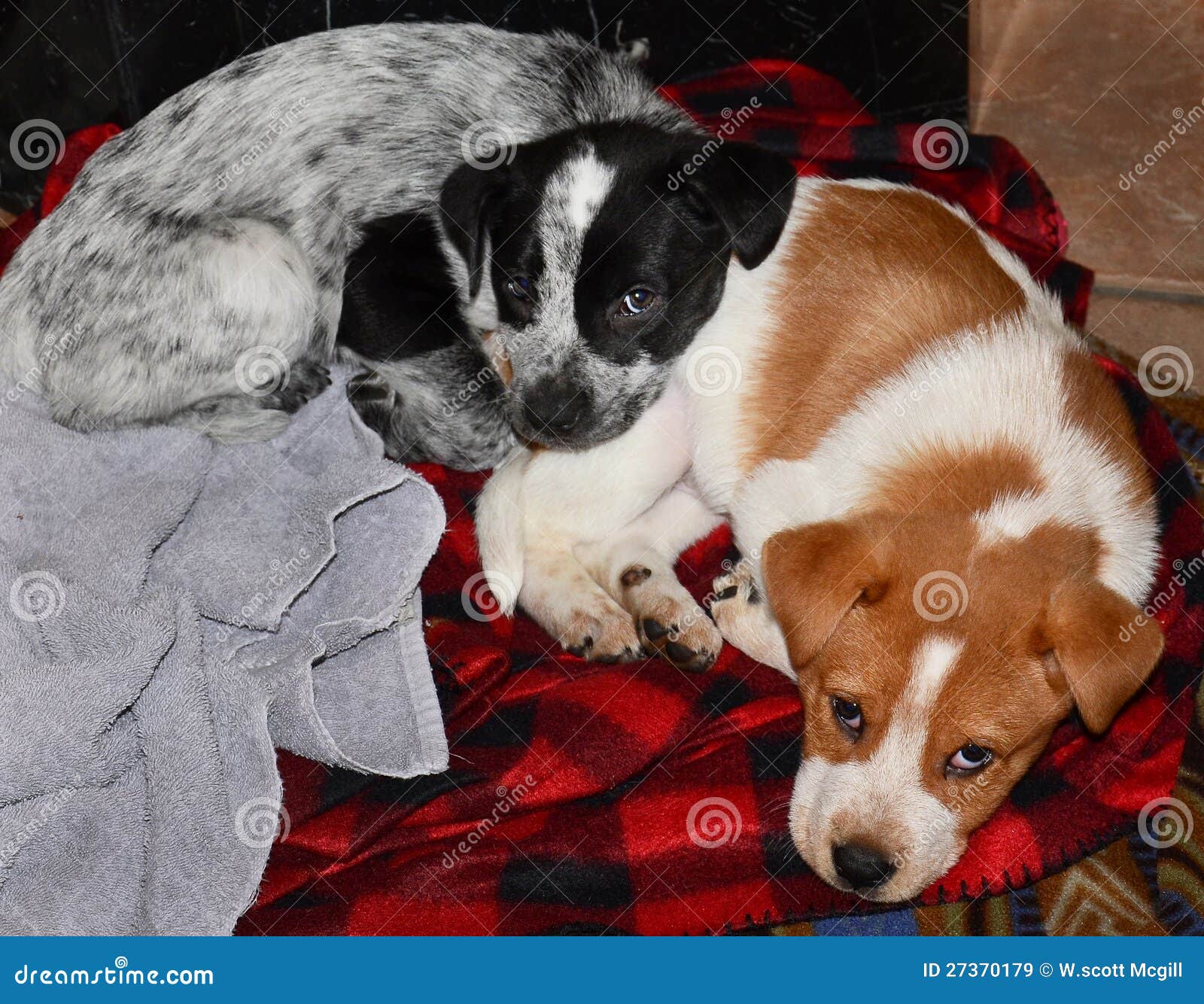 Puppies,cute As a Bug in a Rug. Stock Image - Image of adorable ...