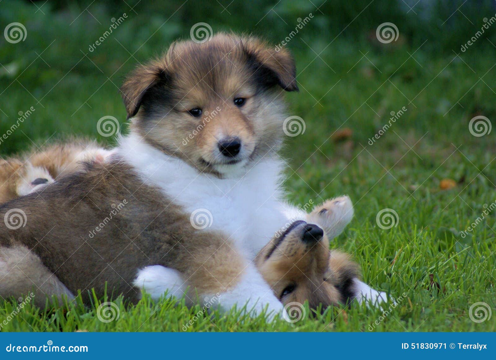 Puppies stock image. Image of playing, happy, animals - 51830971