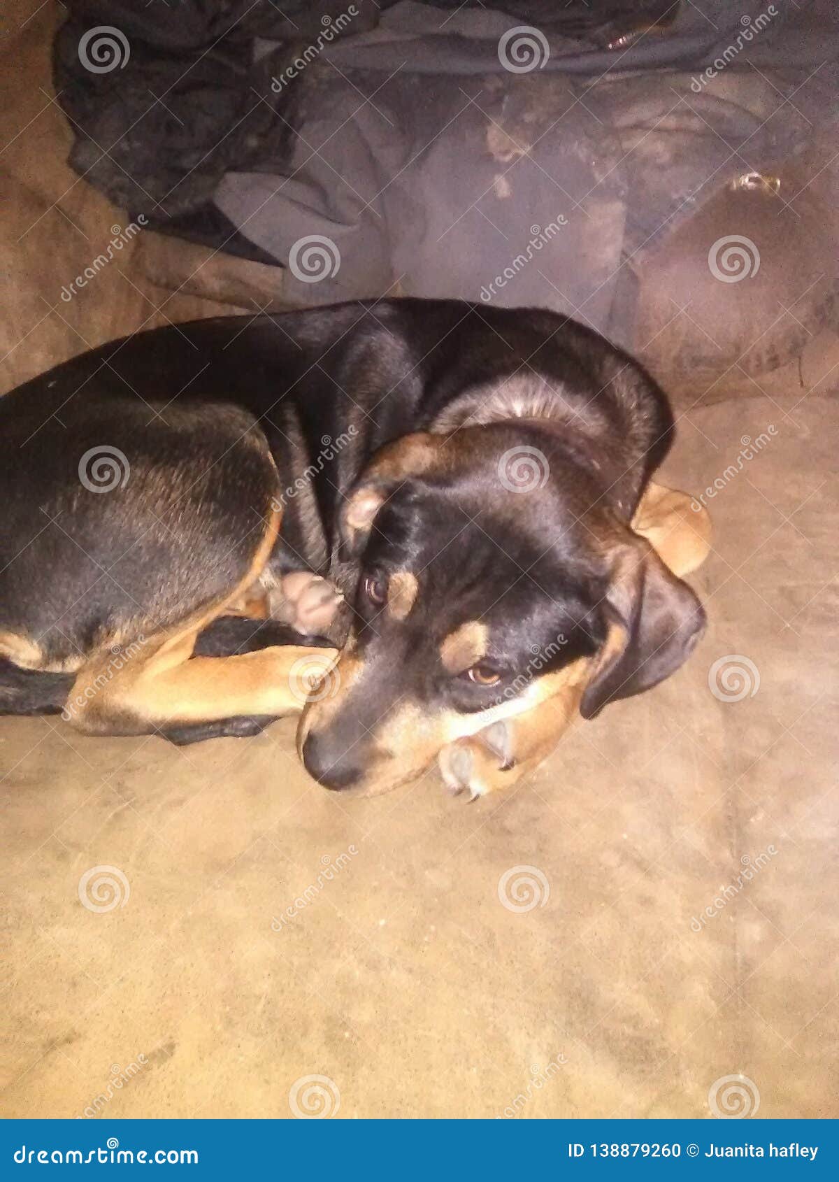 Puppies stock photo. Image of puppies, enjoying, outside - 138879260