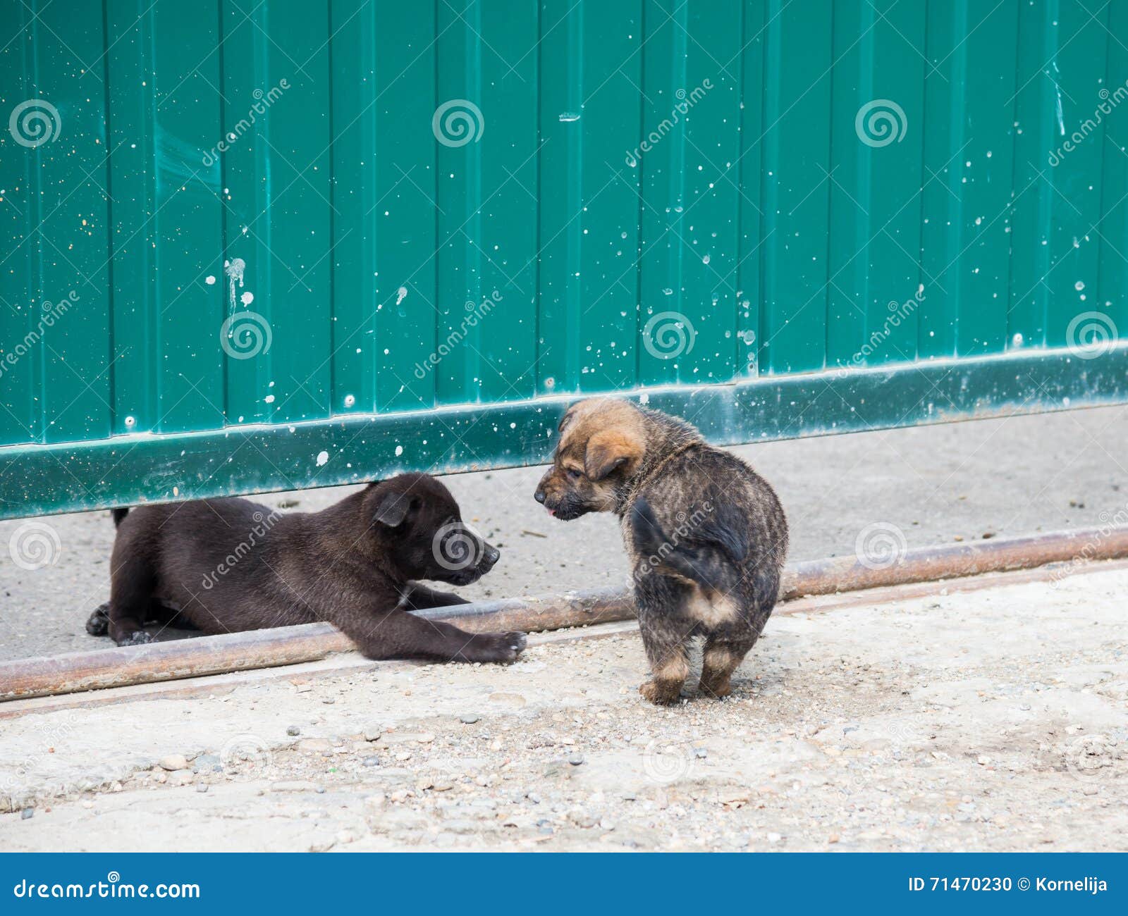 Puppies at the gate stock photo. Image of animals, brown - 71470230
