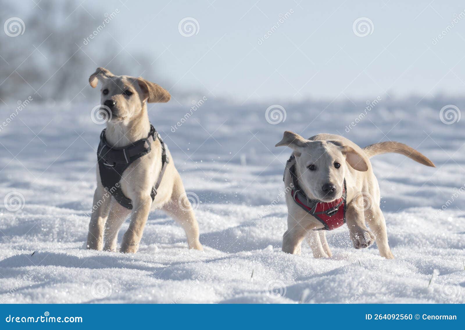 Puppies Having Fun in the Snow Stock Photo - Image of labrador, snow ...