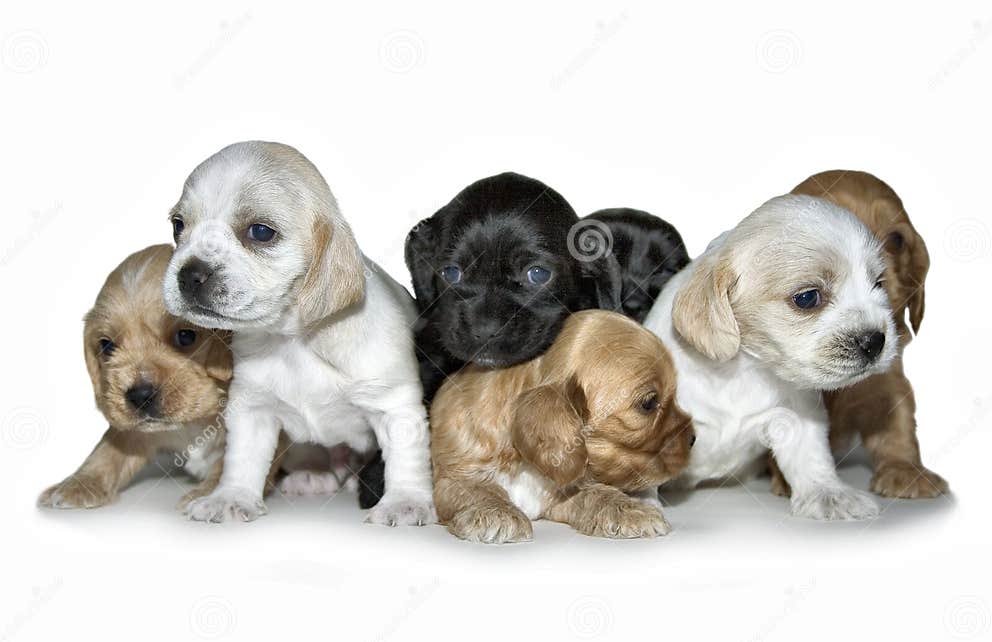 Puppies stock photo. Image of cute, love, cuddly, multiple - 30397632