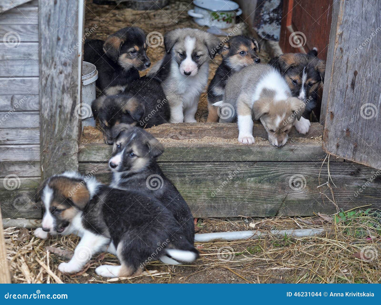 Puppies stock photo. Image of breed, glance, boxer, braque - 46231044