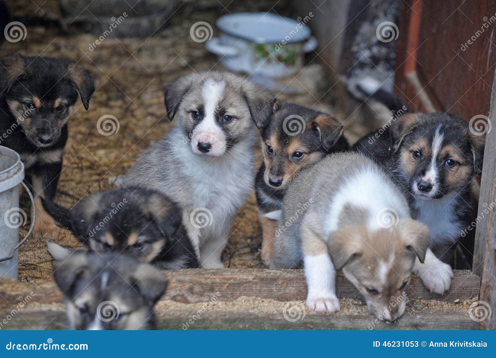 Puppies stock image. Image of friends, happy, dogs, blue - 46231053