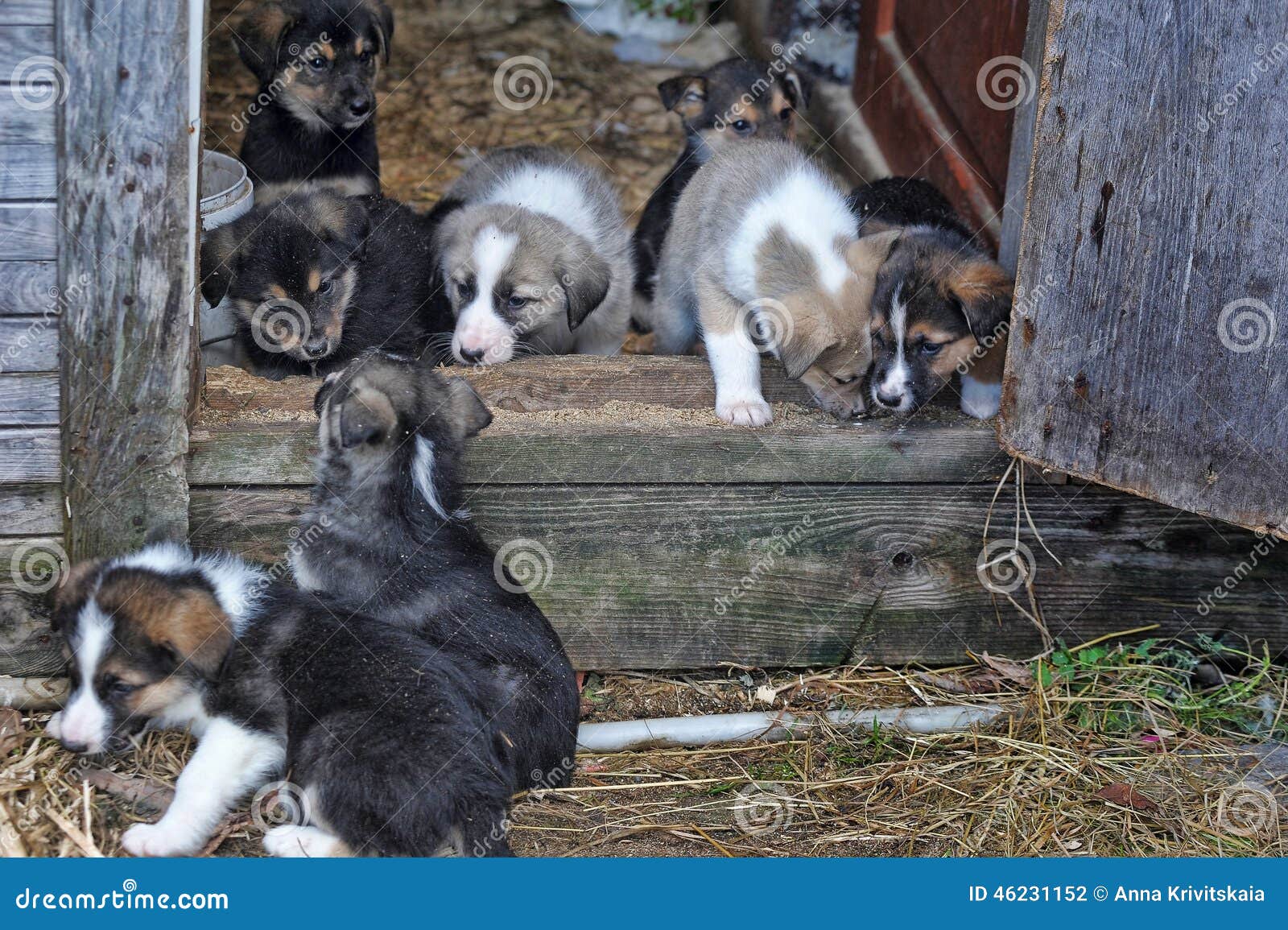 Puppies stock photo. Image of aussie, australian, friends - 46231152