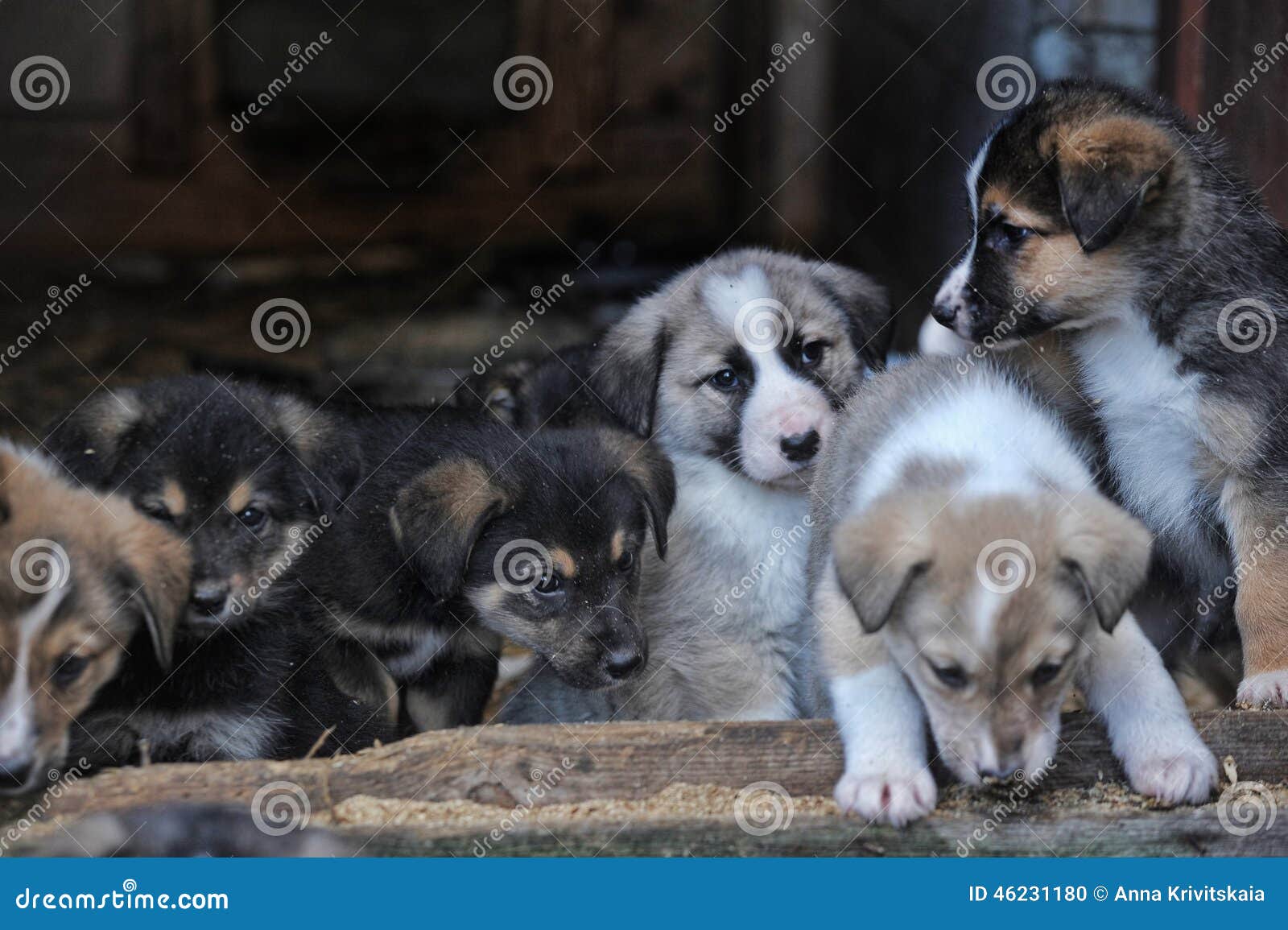 Puppies stock photo. Image of cane, australian, happy - 46231180