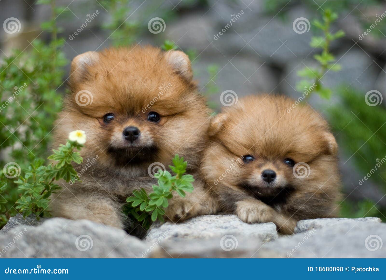 Puppies in nature stock photo. Image of eyes, dogs, nature - 18680098