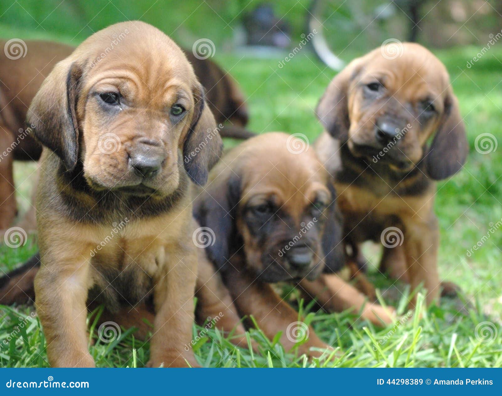 8,882 Puppies Outside Stock Photos - Free & Royalty-Free Stock Photos ...