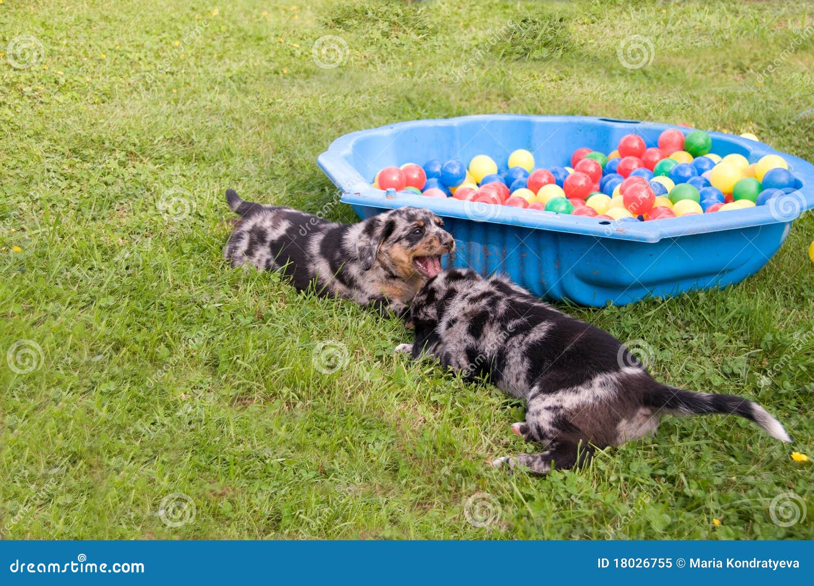 Puppies play. stock image. Image of green, activity, little - 18026755