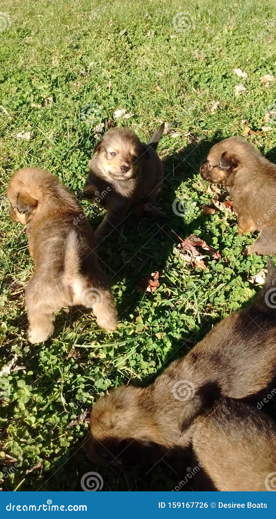 Puppies at Play stock photo. Image of puppy, play, spring - 159167726